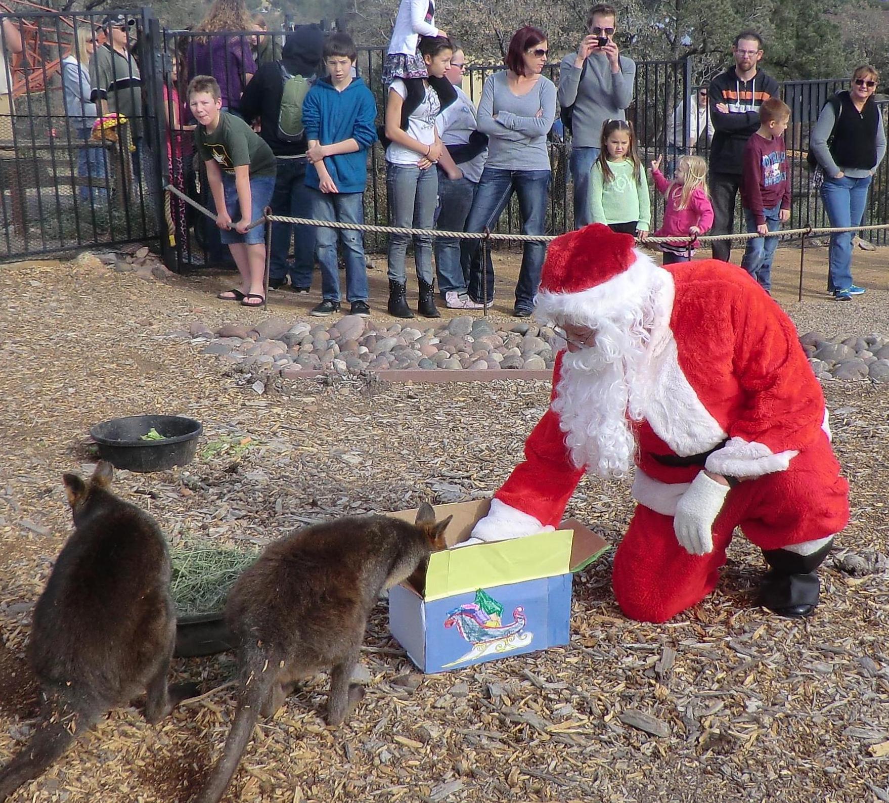 Luces navideñas y vistas de animales en Prescott – Conecta Arizona