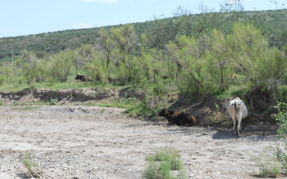 Grupo México, en Sonora, contamina, discrimina y usa agua destinada ...